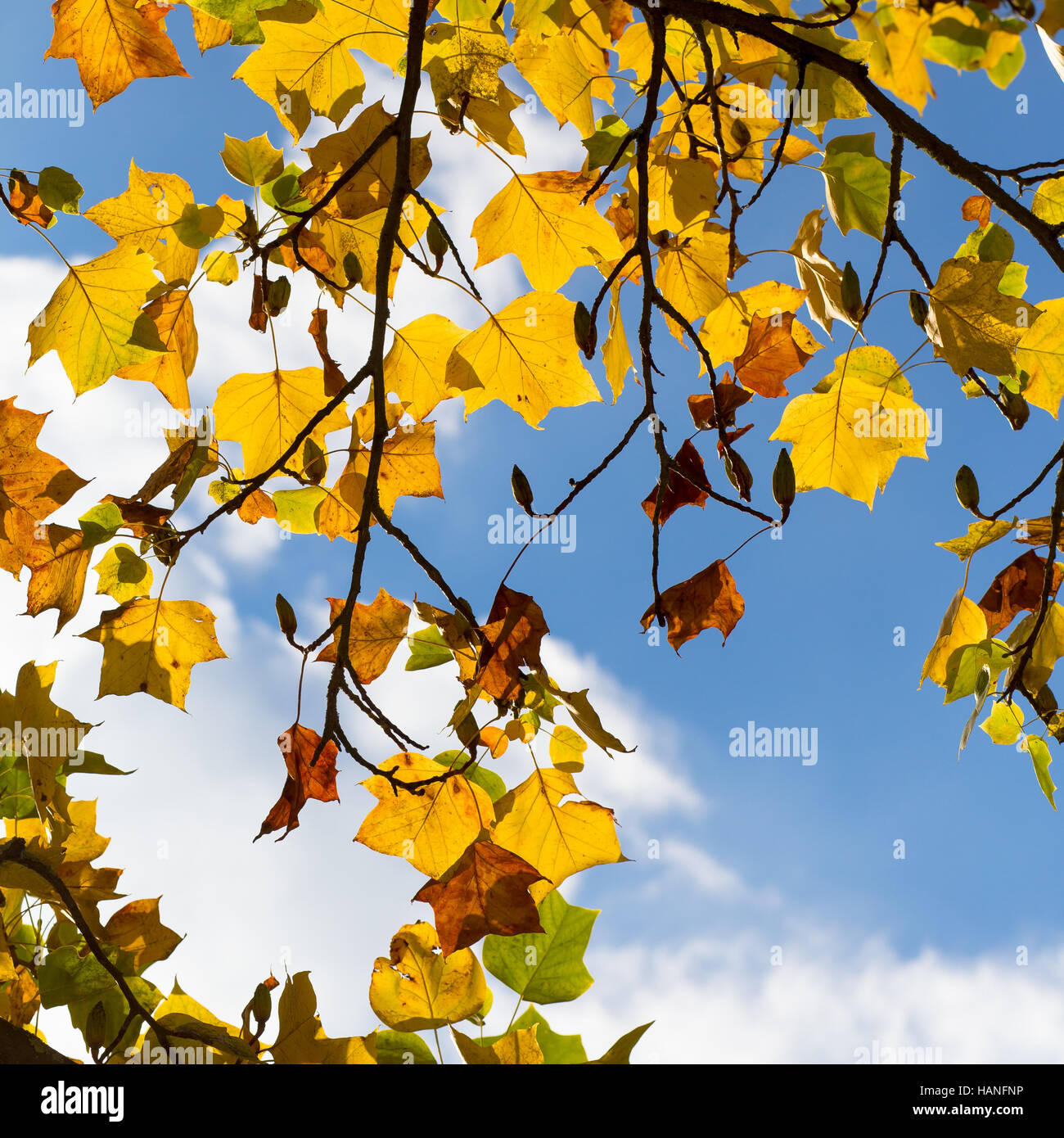 Colorful autumn leaves on American tulip poplar tree, brunches with ...