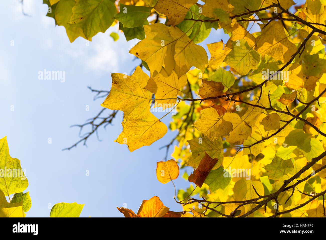 Tulip poplar tree hi-res stock photography and images - Alamy