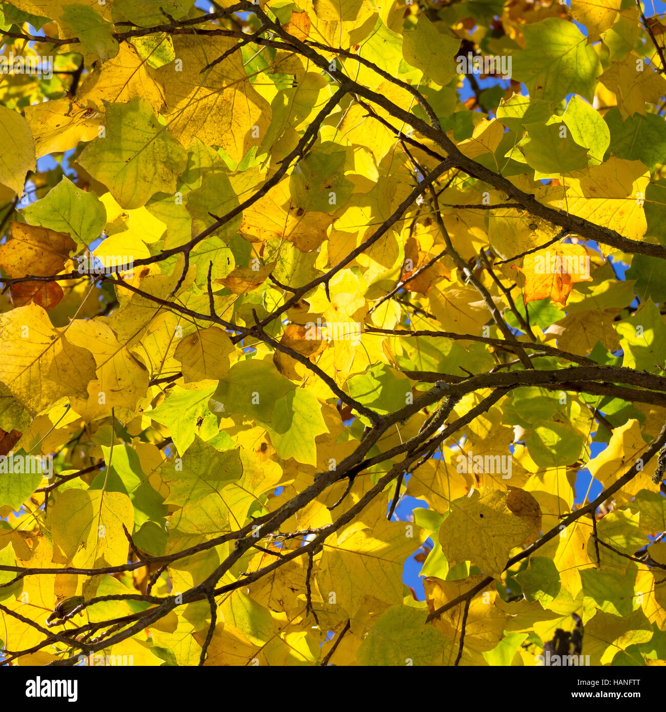 Tulip poplar tree hi-res stock photography and images - Alamy