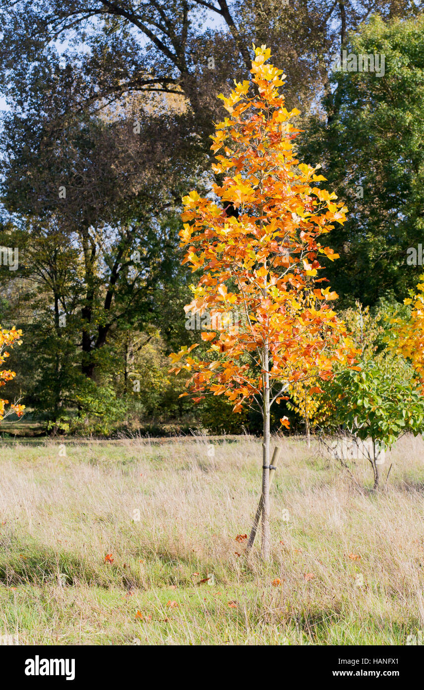 Tulip poplar tree hi-res stock photography and images - Alamy