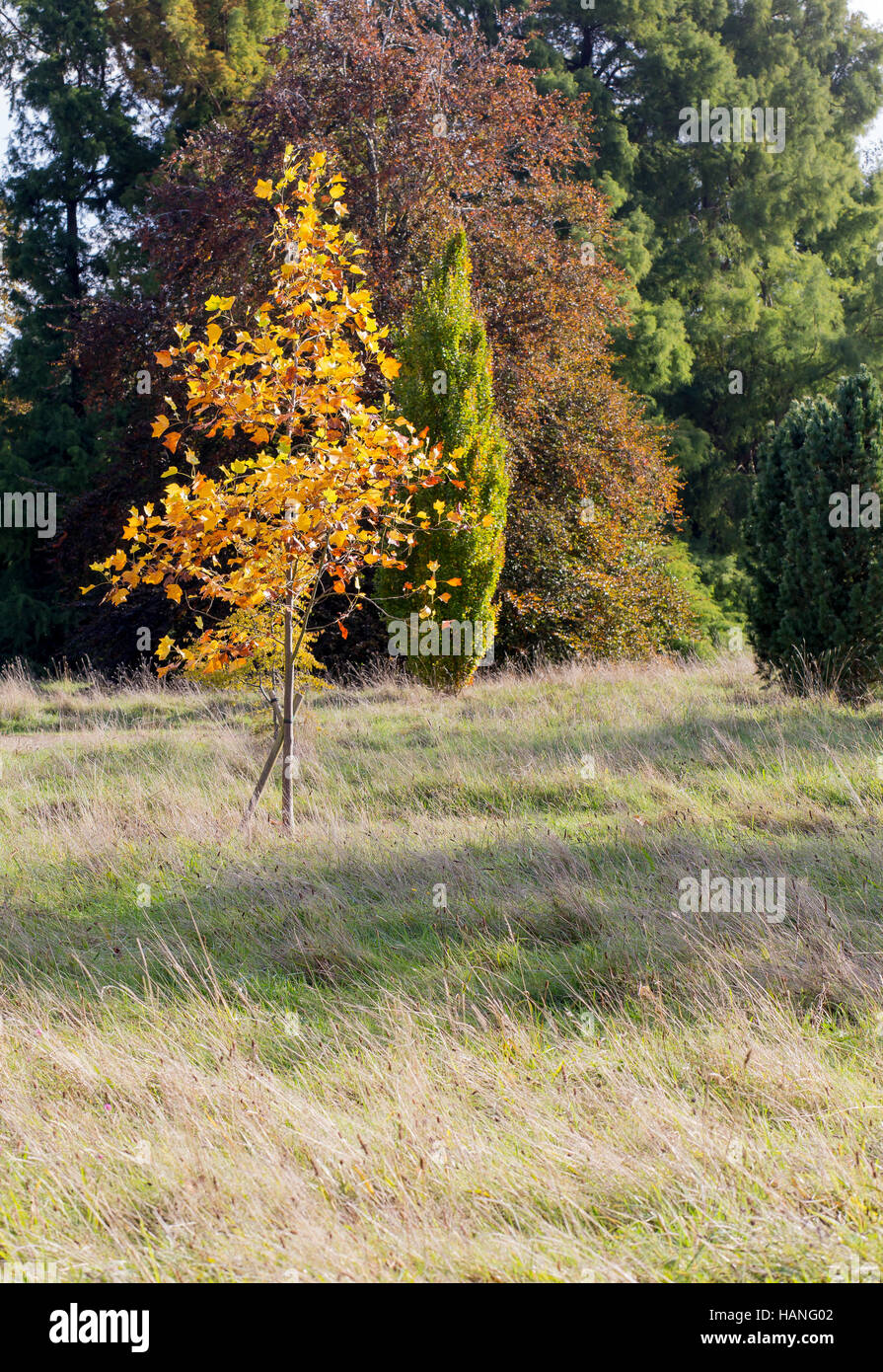 Colorful autumn leaves on new American tulip poplar tree, young ...