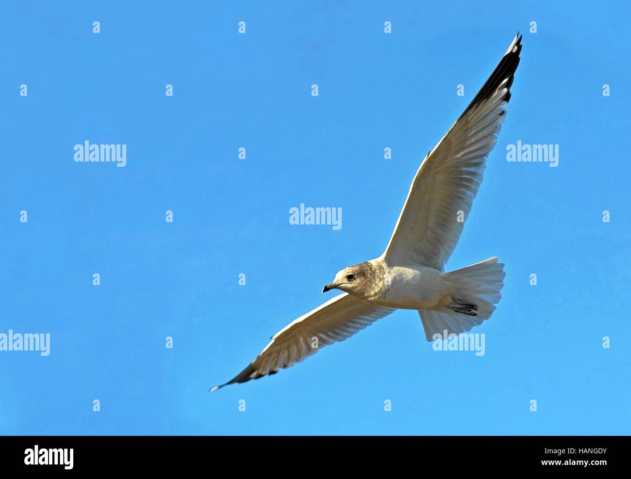 Moewe, Seagull, Europe, Europa Stock Photo - Alamy