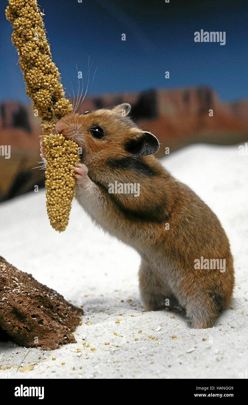 Goldhamster golden hamster pet hi-res stock photography and images - Alamy