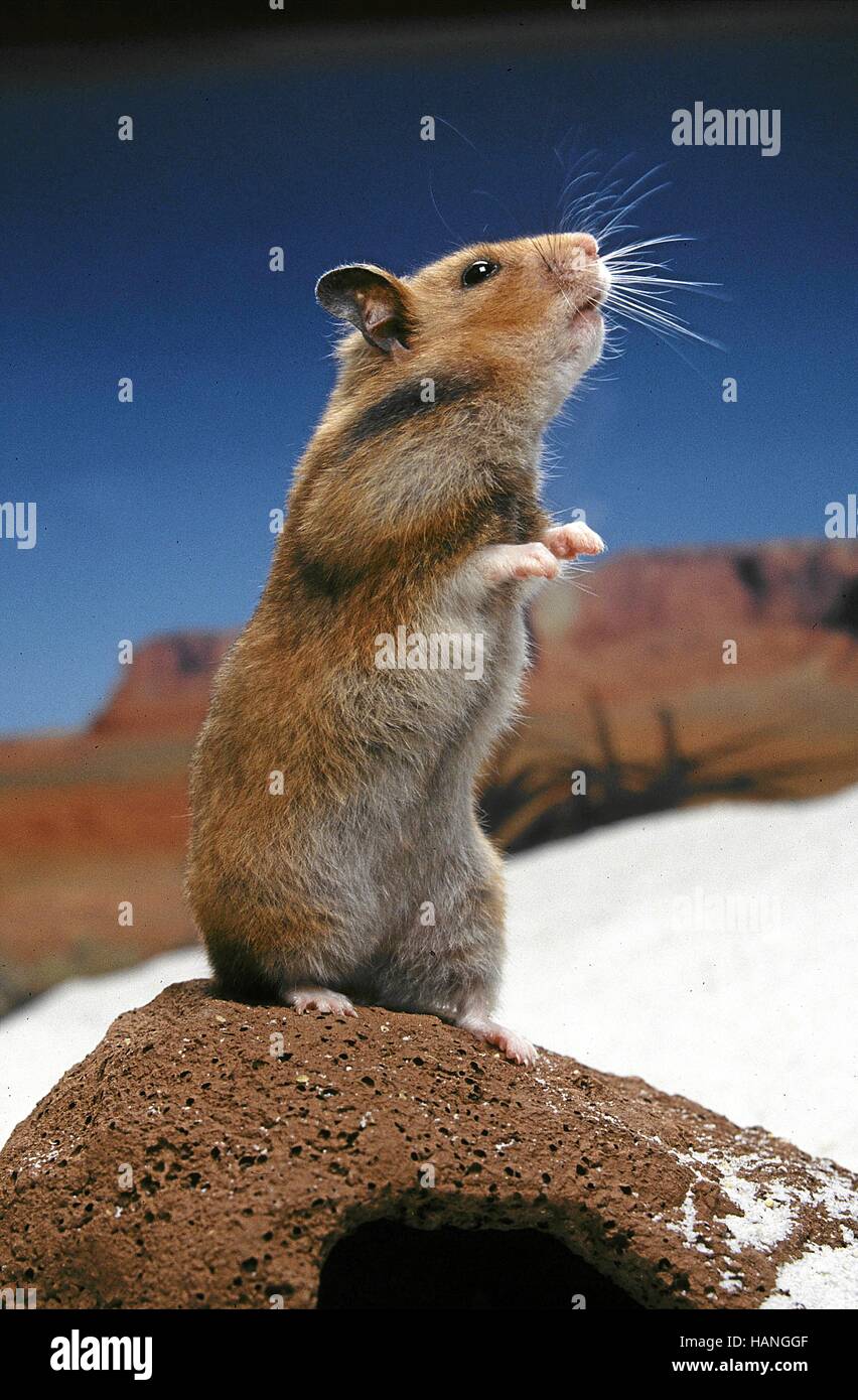Mesocricetus Auratus Hamster Dore Syrian High Resolution Stock ...