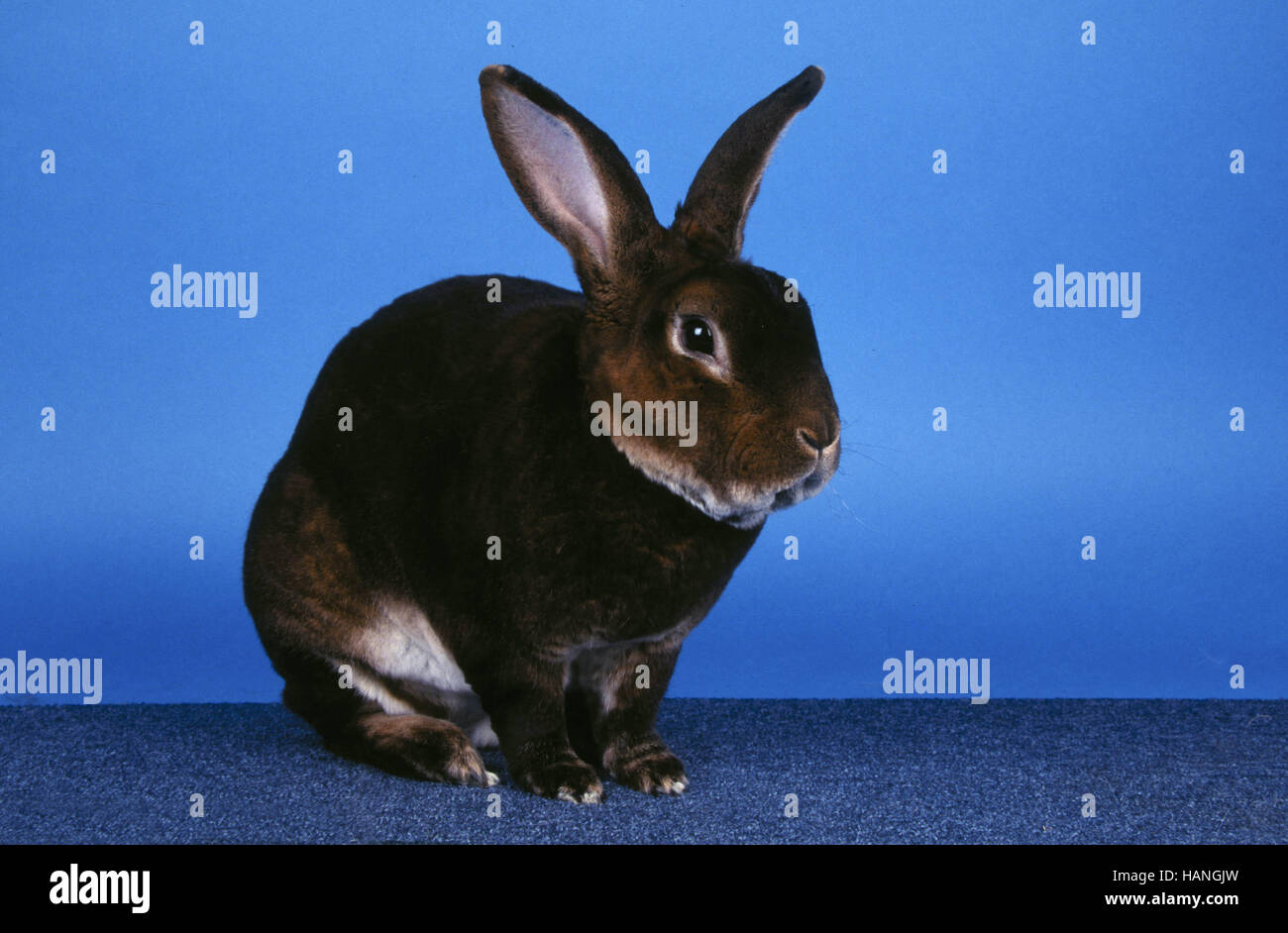 Castor rex hi-res stock photography and images - Alamy