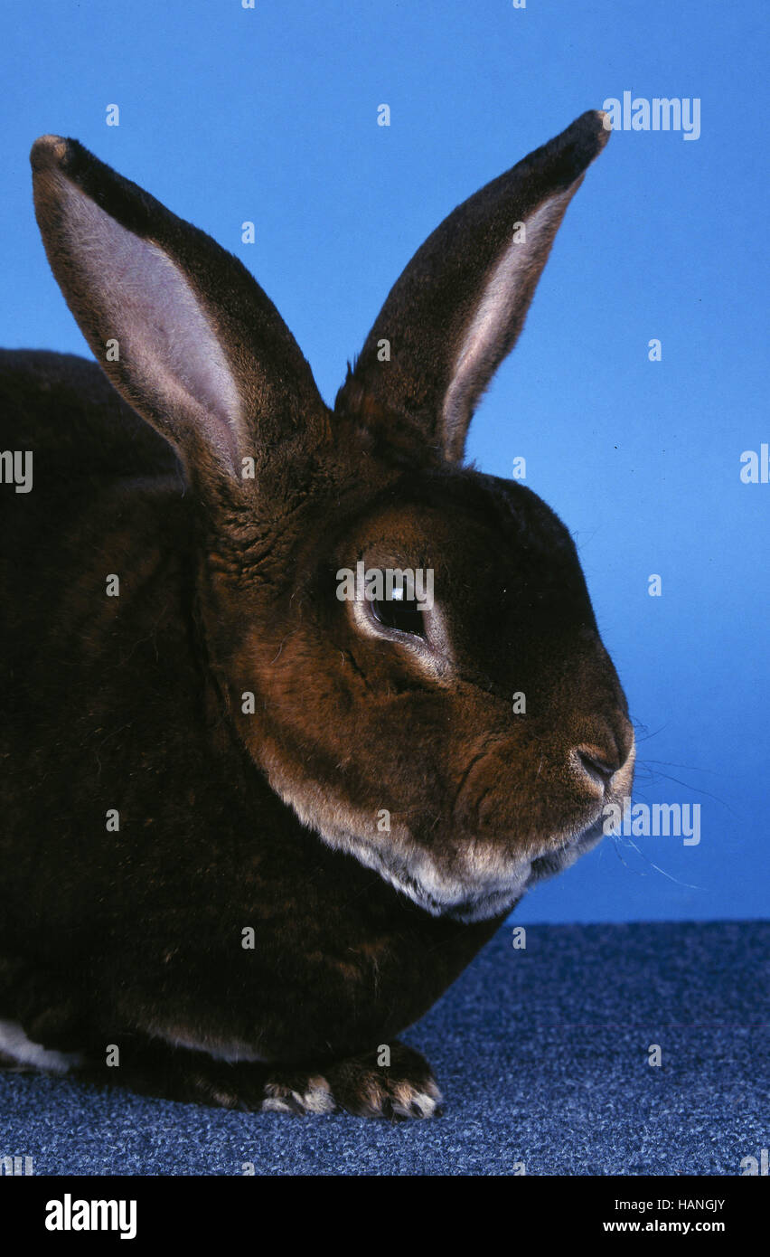 Castor rex hi-res stock photography and images - Alamy