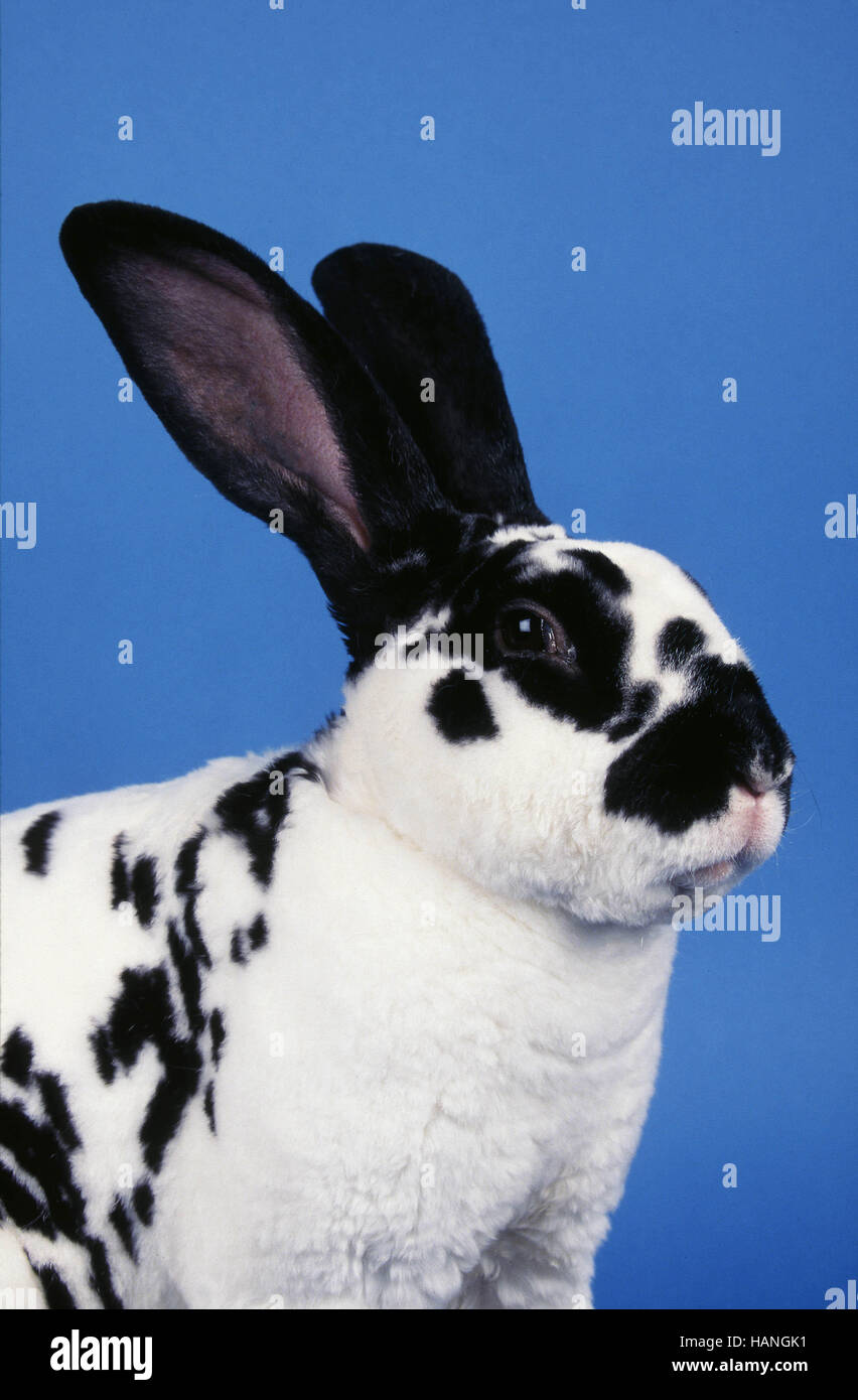 Rex dalmatian black rabbit hi-res stock photography and images - Alamy