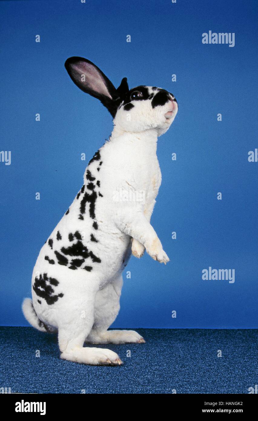 Rex dalmatian black rabbit hi-res stock photography and images - Alamy