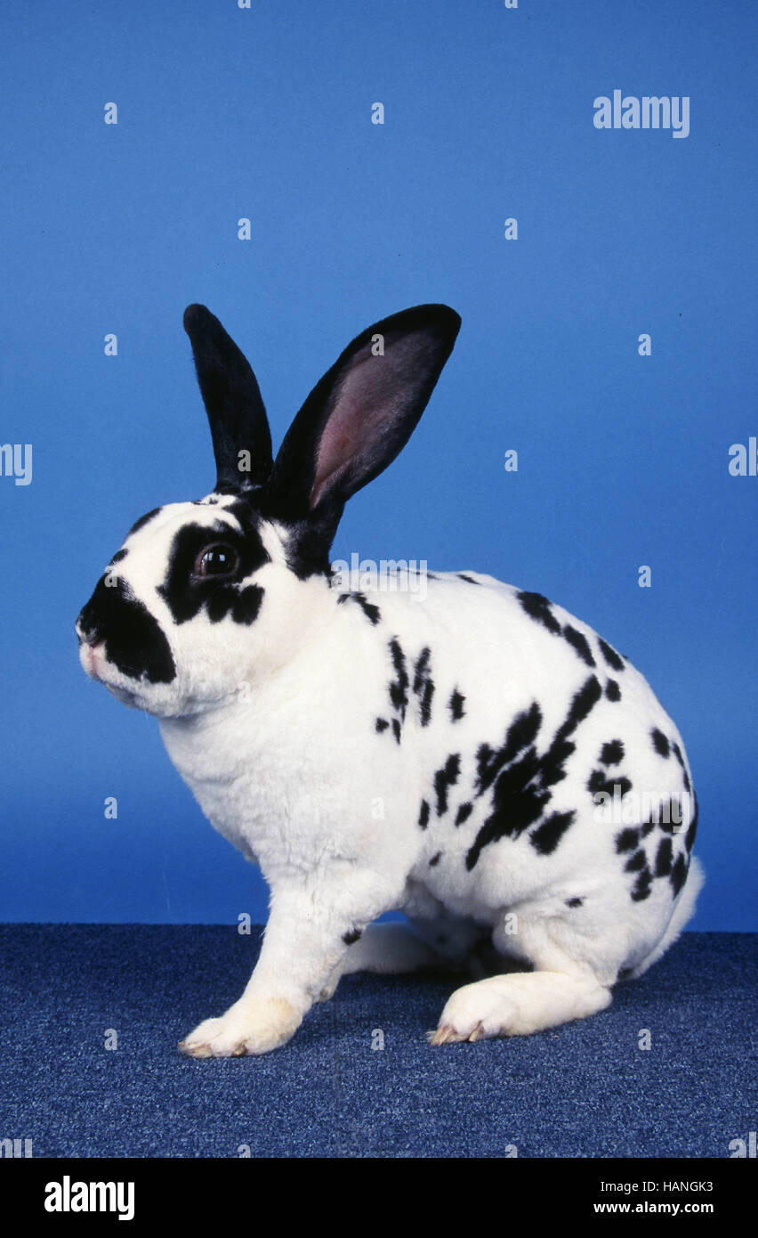 Rex dalmatian black rabbit hi-res stock photography and images - Alamy