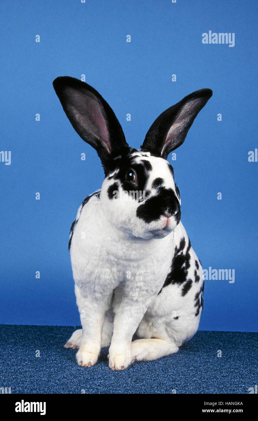 Rex dalmatian black rabbit hi-res stock photography and images - Alamy