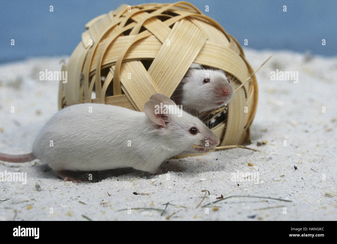 White Mice High Resolution Stock Photography and Images - Alamy