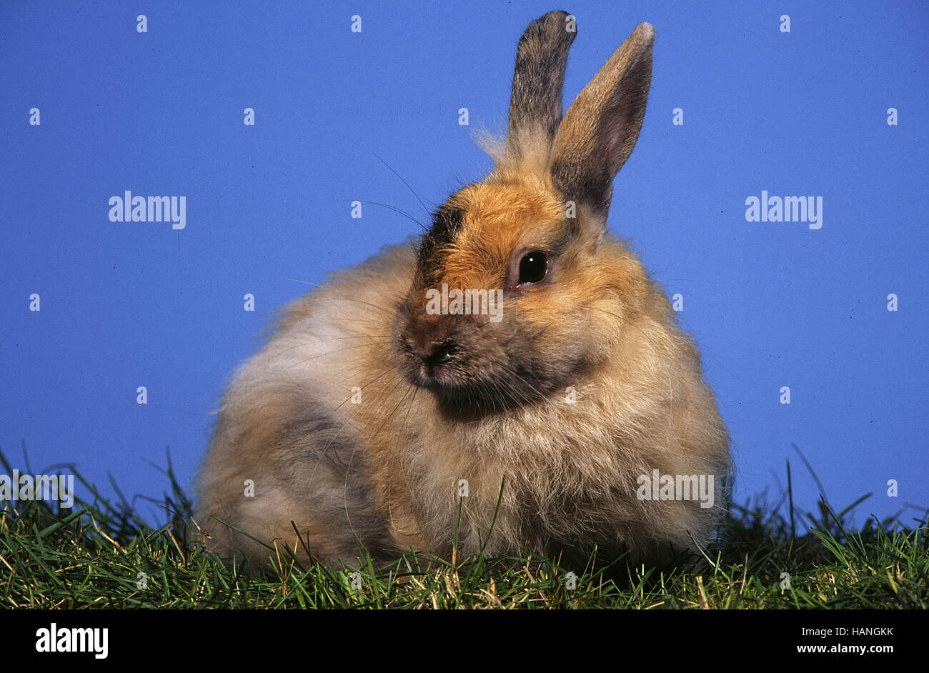 Roedors hi-res stock photography and images - Alamy