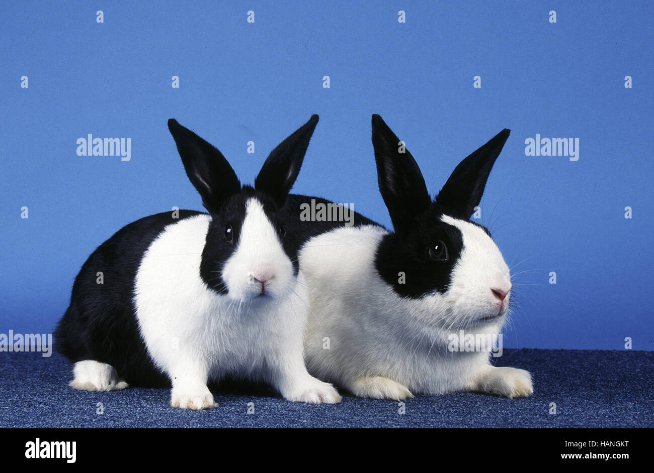 Dutch Rabbit High Resolution Stock Photography and Images - Alamy