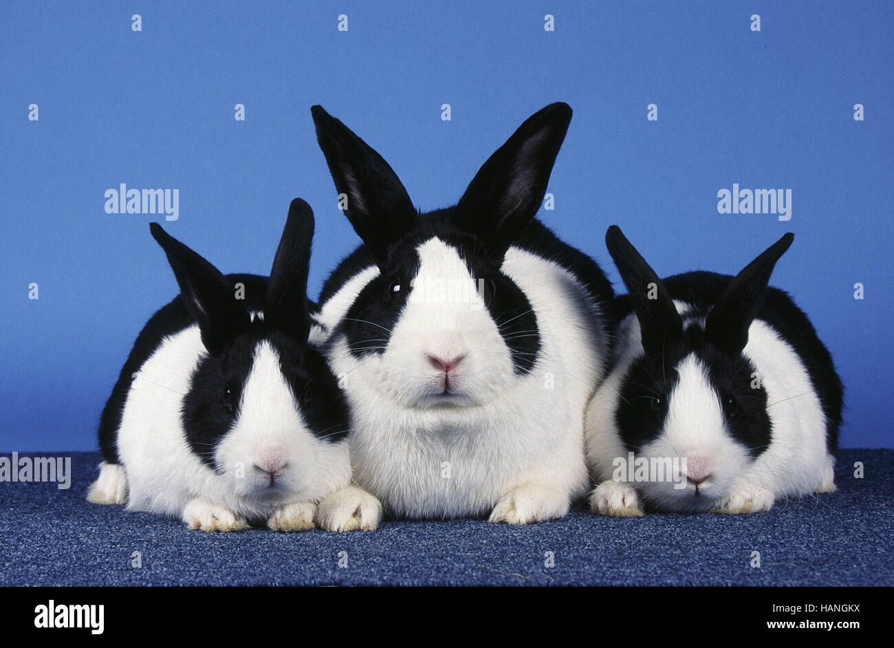 Dutch black and white rabbit hi-res stock photography and images - Alamy