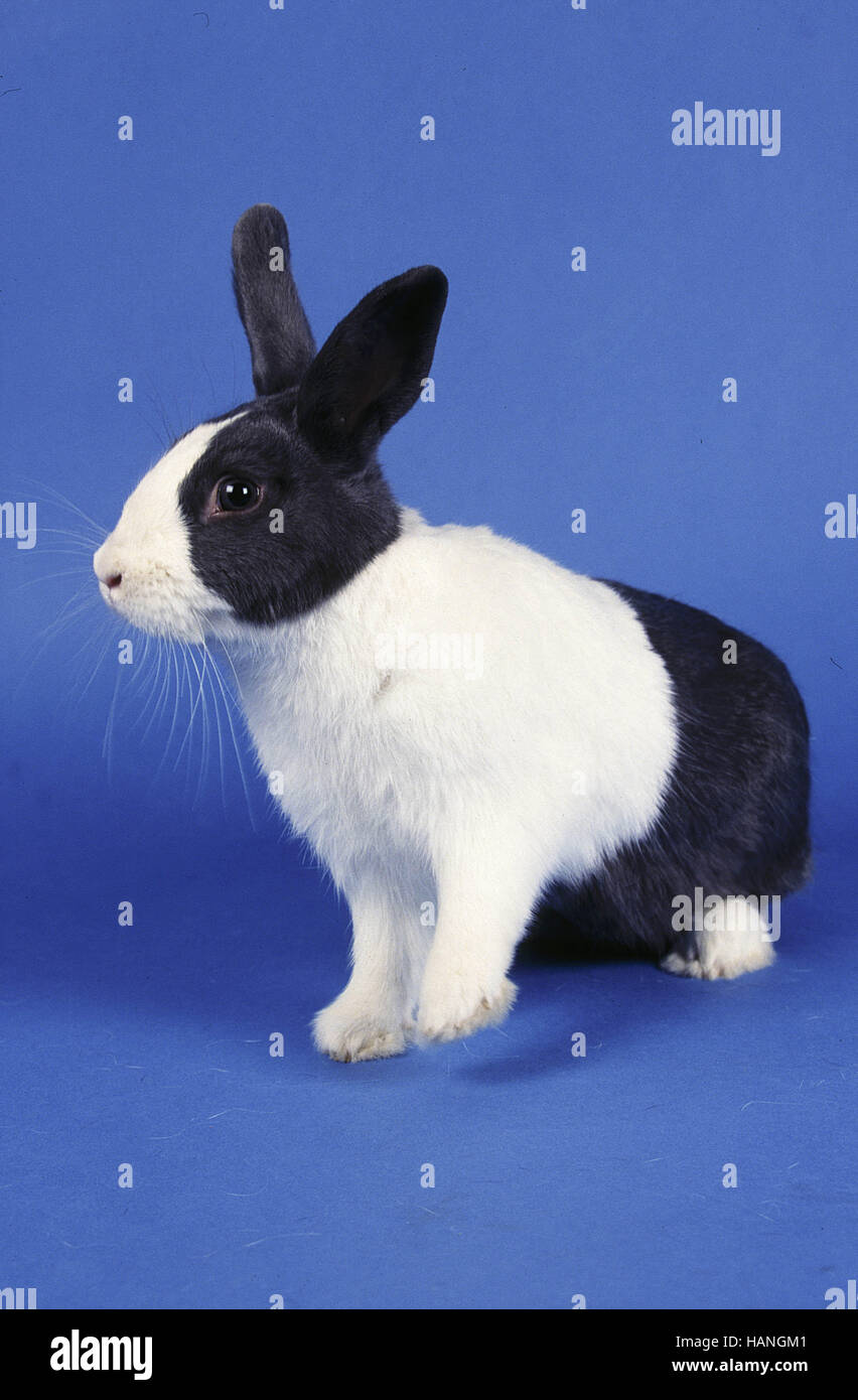 Blue Dutch Rabbits