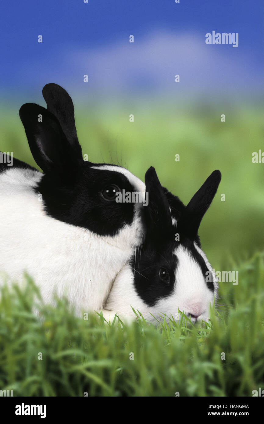 Netherland Dwarf Rabbit Grass High Resolution Stock Photography and ...