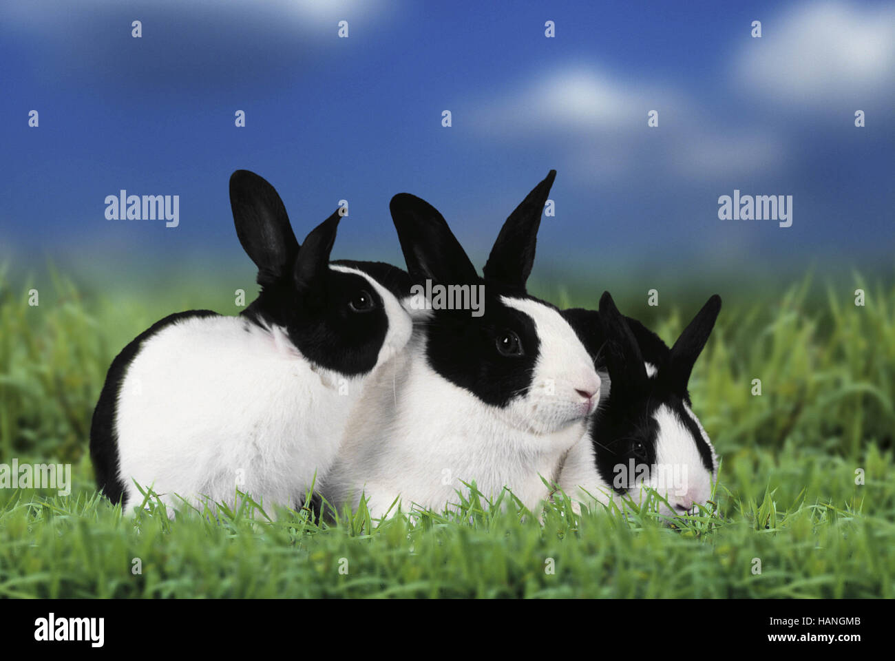 Blue Dutch Rabbit Baby