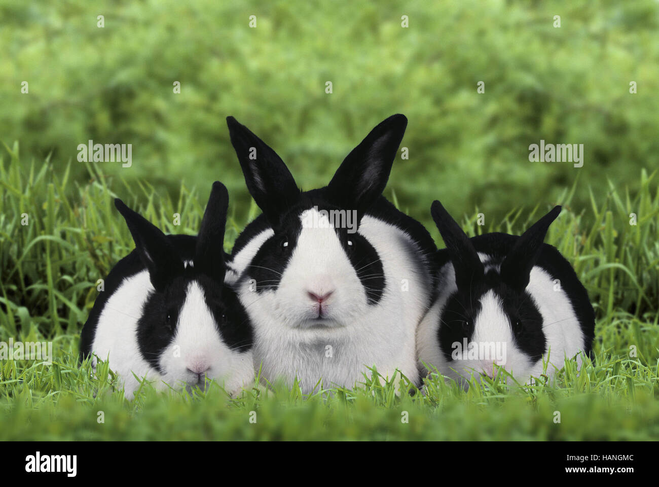 Netherland dwarf rabbit lying hi-res stock photography and images - Alamy
