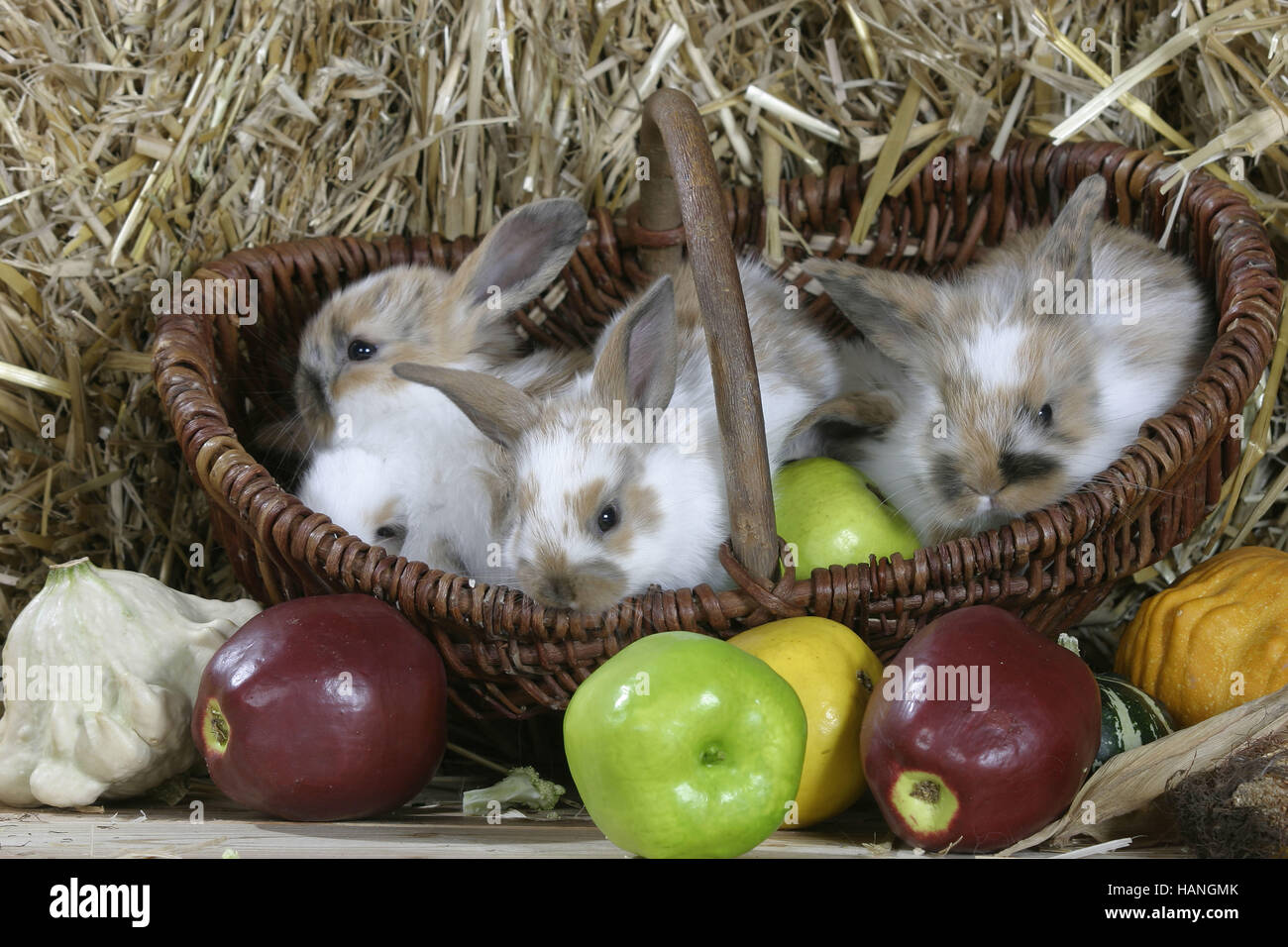 Lop-eared Dwarf Rabbit Stock Photo - Alamy