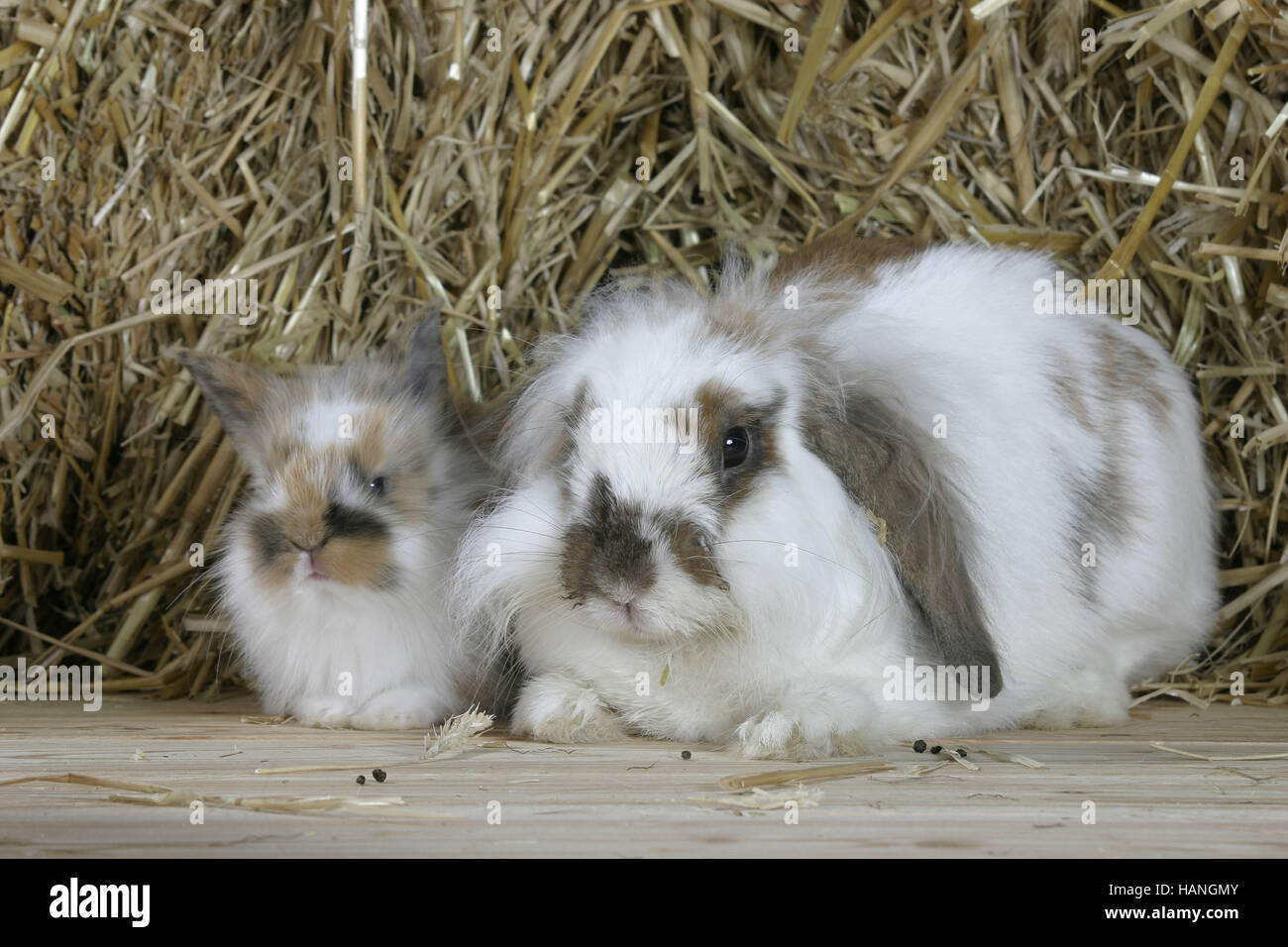 Lop-eared Dwarf Rabbit Stock Photo - Alamy