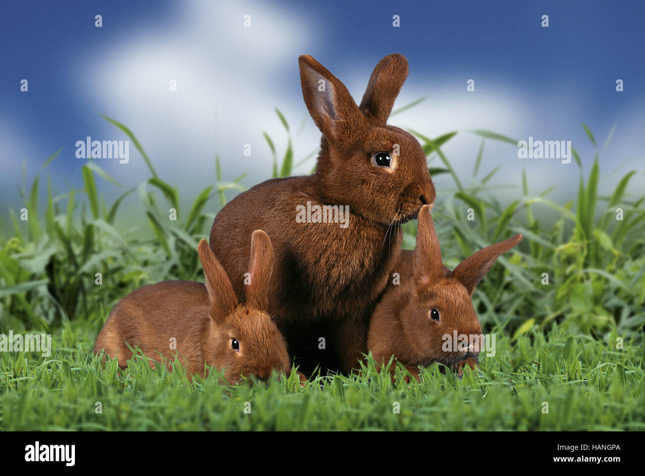 New zealand rabbit hi-res stock photography and images - Alamy