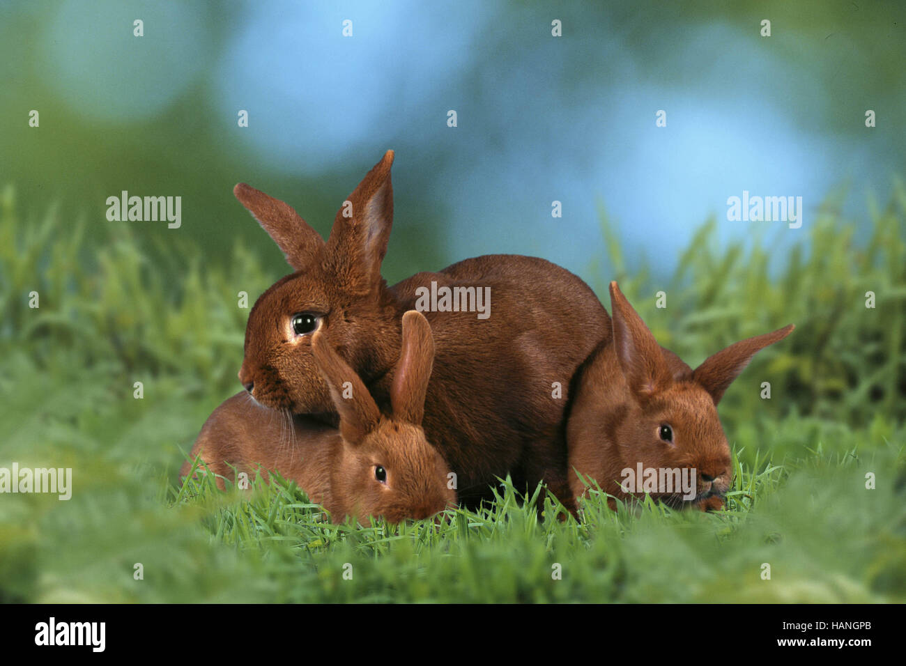 Rabbit conejo hi-res stock photography and images - Alamy