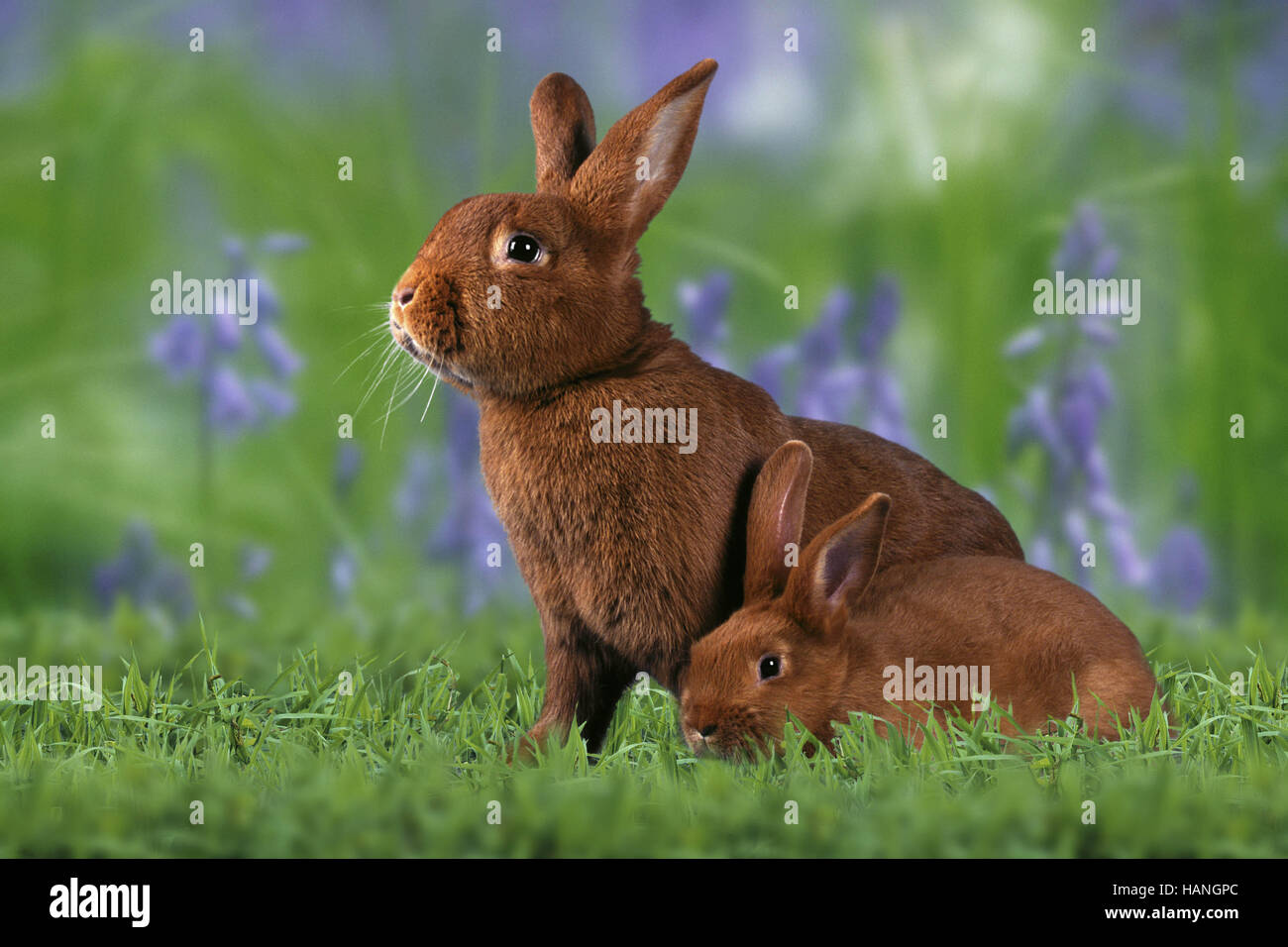 Adult baby rabbits hi-res stock photography and images - Alamy