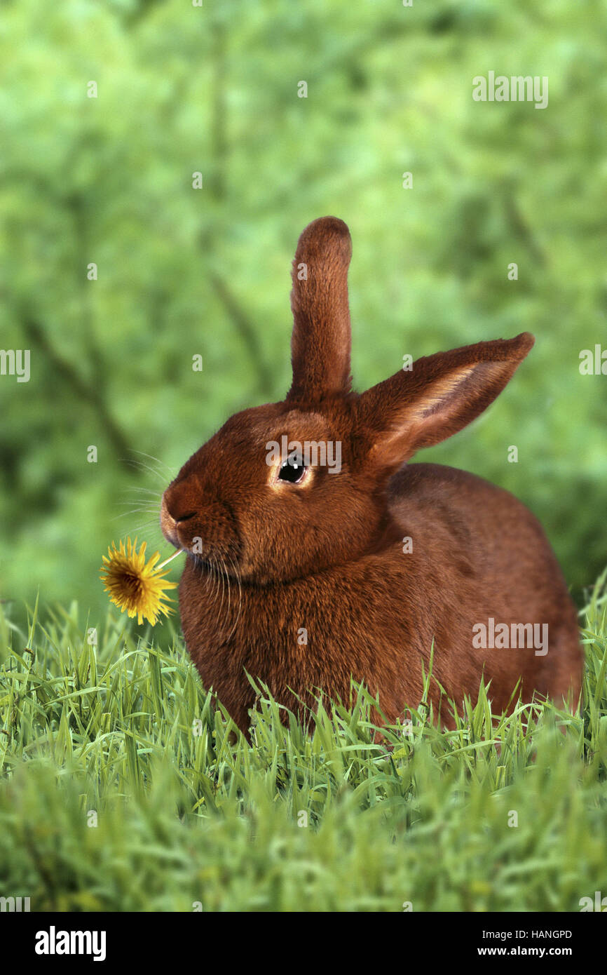 New zealand red rabbit hi-res stock photography and images - Alamy