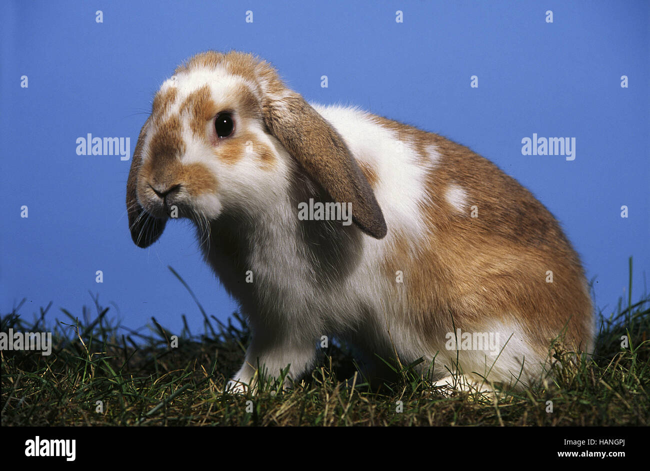 Lop-eared Dwarf Rabbit Stock Photo - Alamy