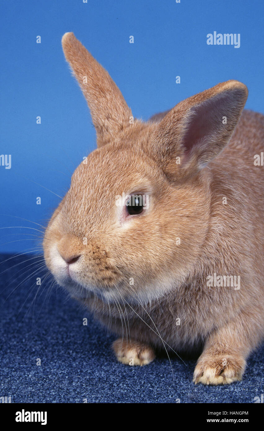 Roedors hi-res stock photography and images - Alamy