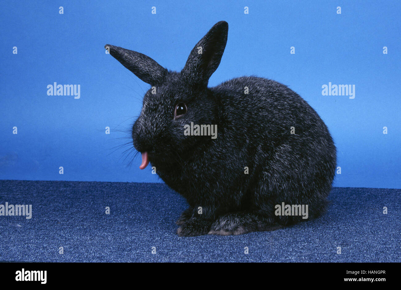 Silver rabbit hi-res stock photography and images - Alamy