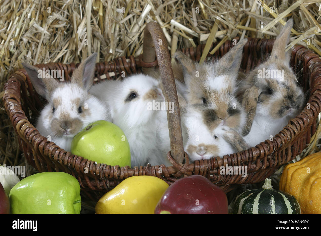 Lionhead dwarf rabbit hi-res stock photography and images - Alamy
