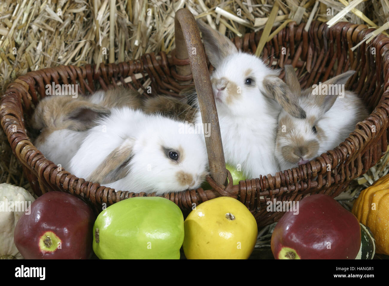 Minilop rabbits hi-res stock photography and images - Alamy