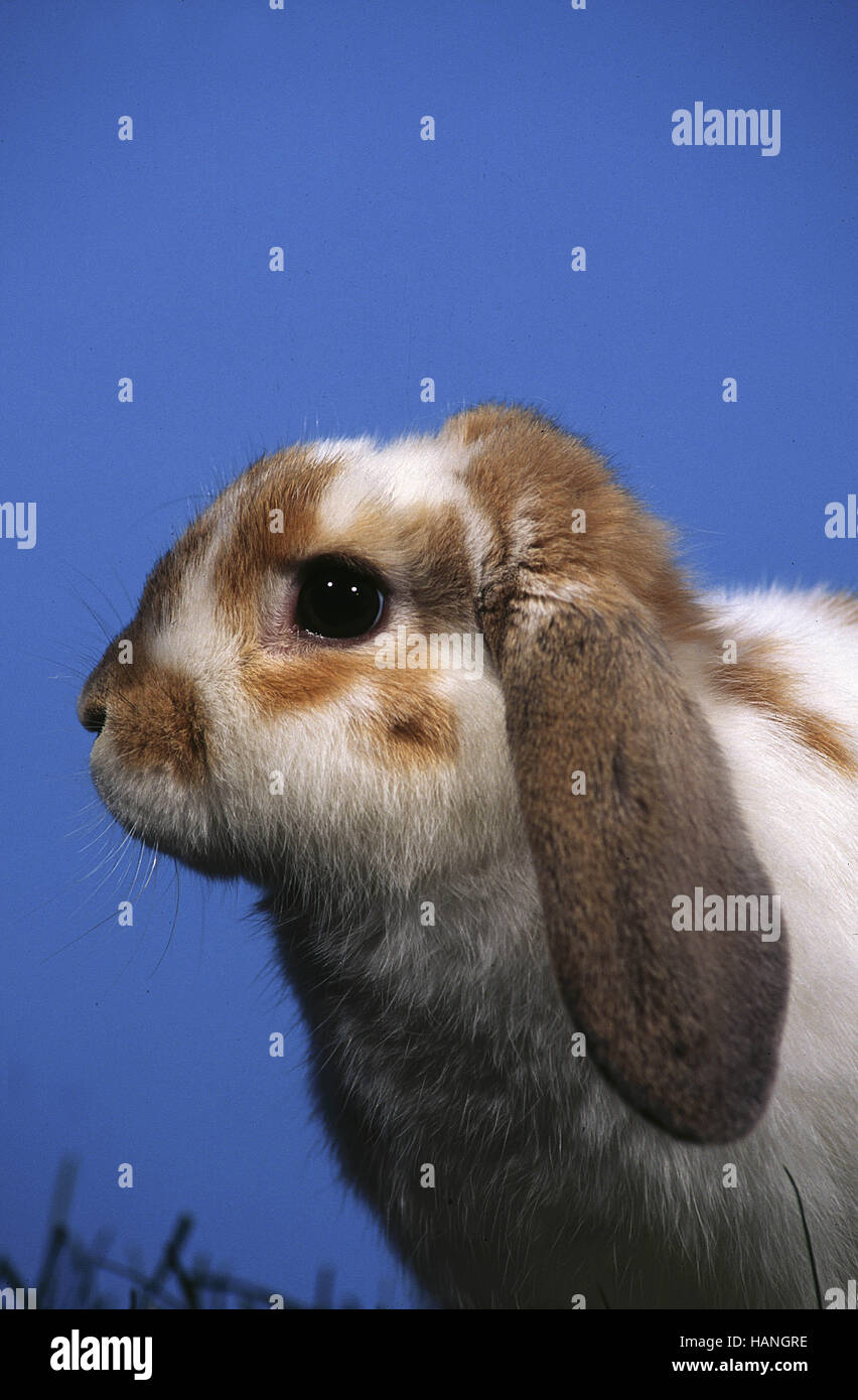 Mini lop bunny hi-res stock photography and images - Alamy