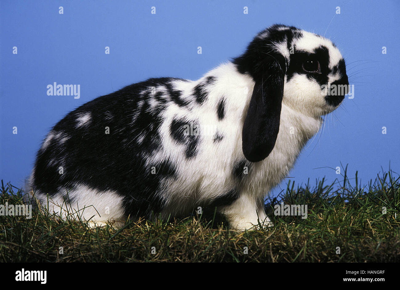 Brindle rabbit hi-res stock photography and images - Alamy
