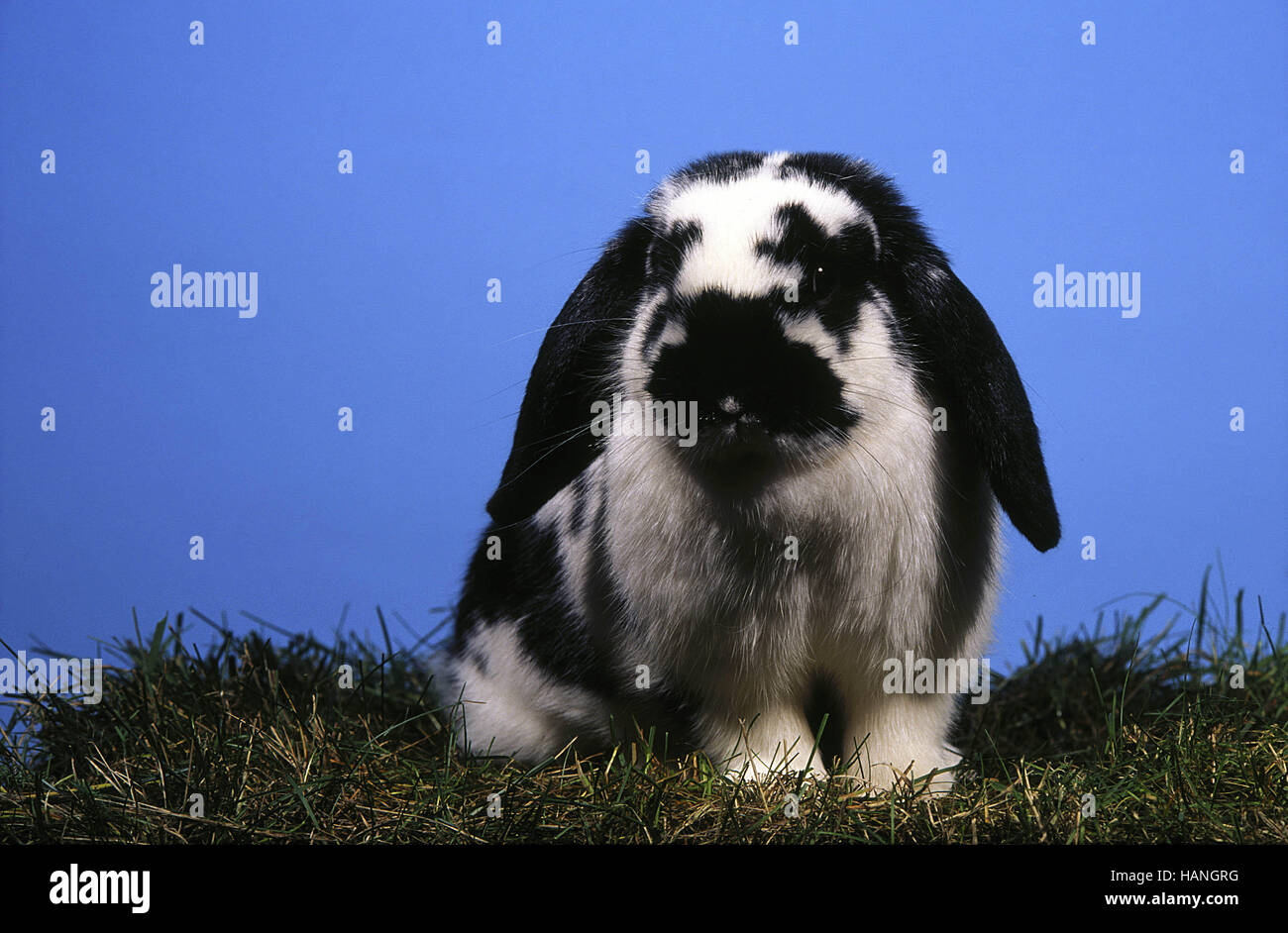 Brindle rabbit hi-res stock photography and images - Alamy
