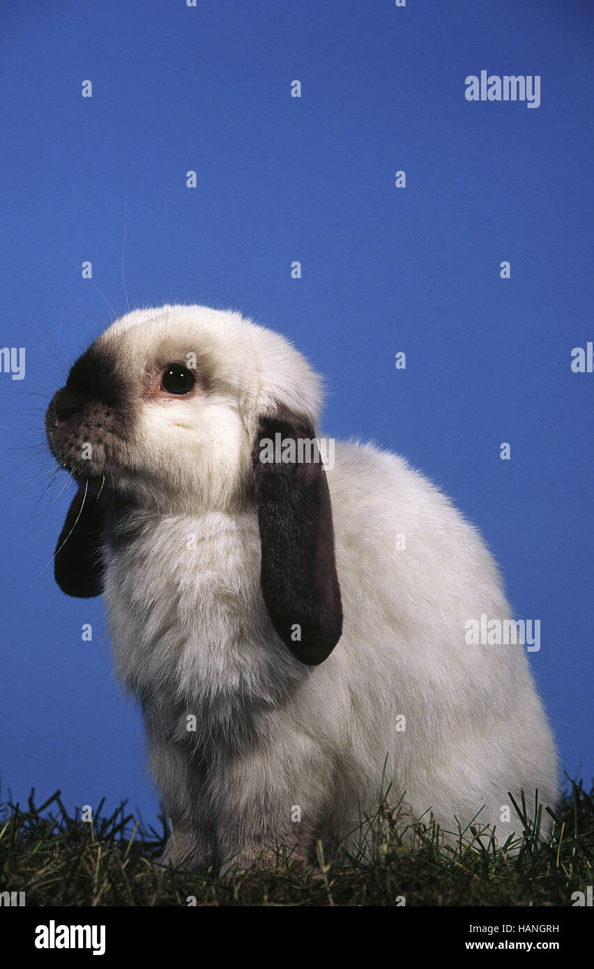 Minilop rabbits hi-res stock photography and images - Alamy