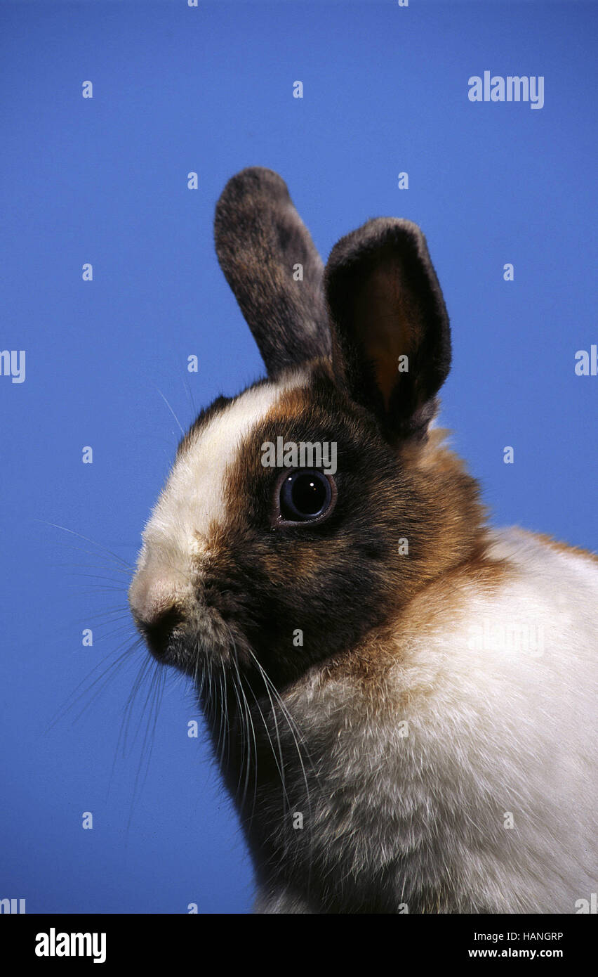 Miniature rabbit hi-res stock photography and images - Alamy