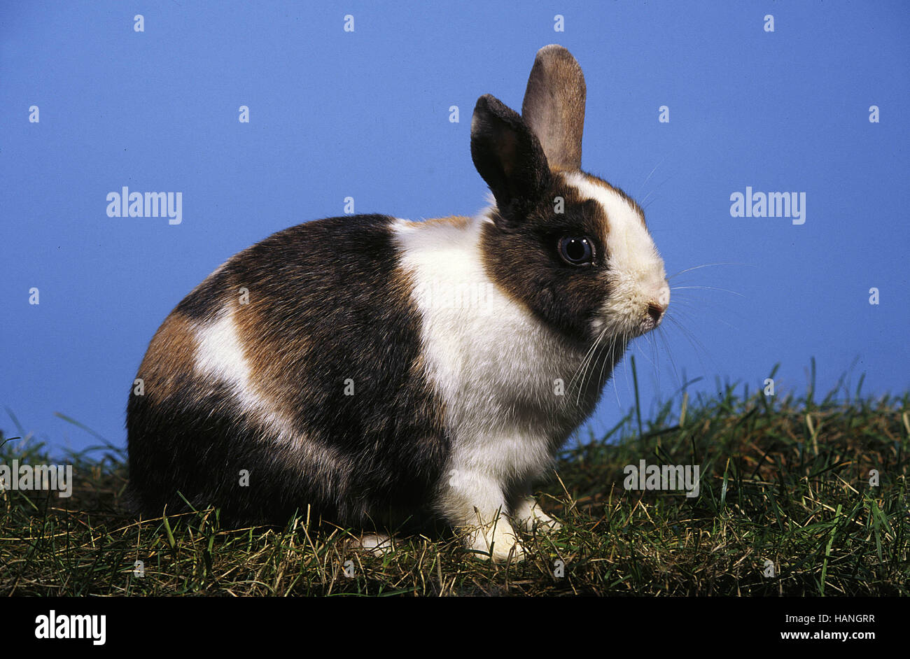 Miniature rabbit hi-res stock photography and images - Alamy