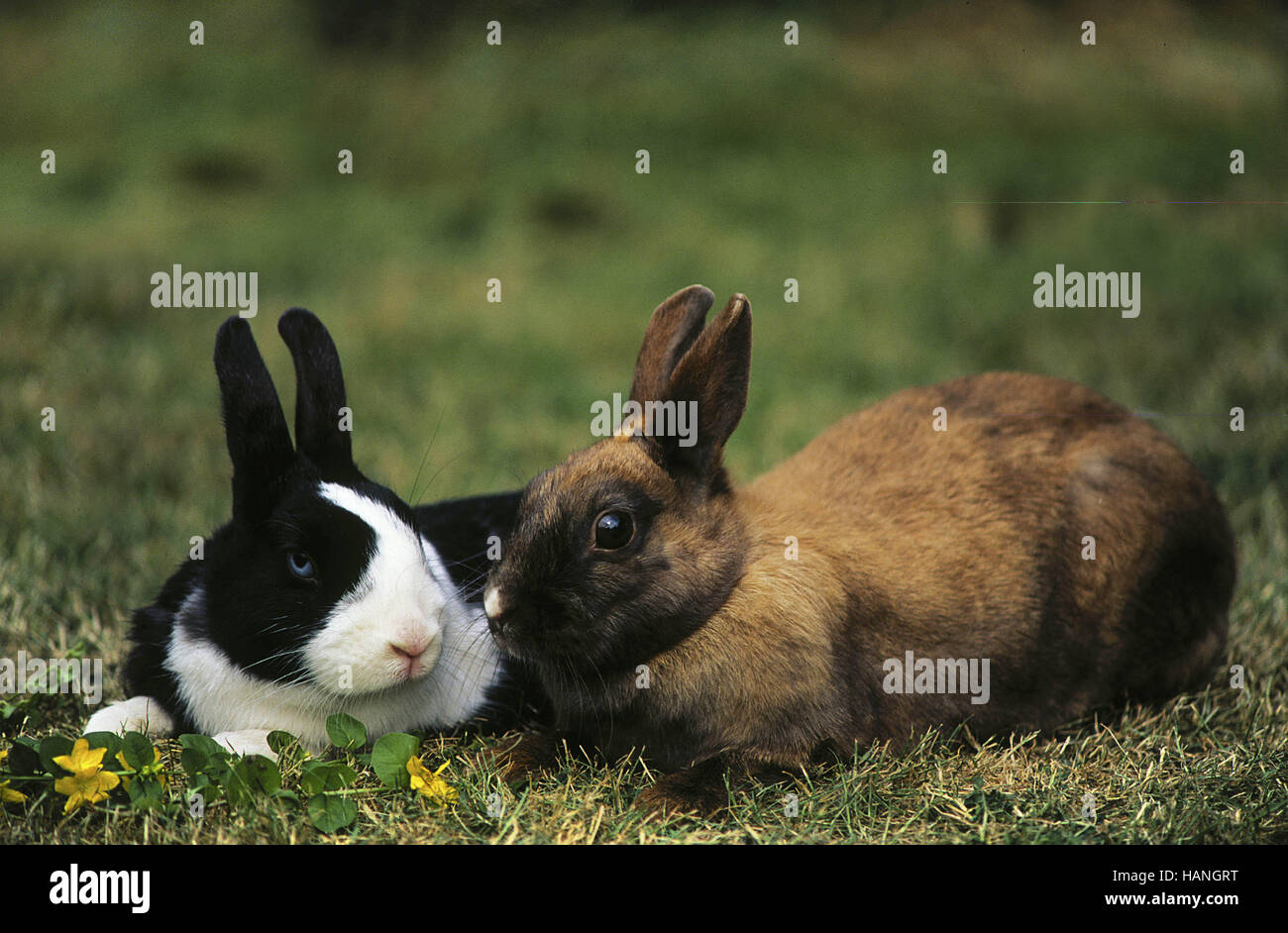 Outdoor Enclosure For Rabbits High Resolution Stock Photography and ...