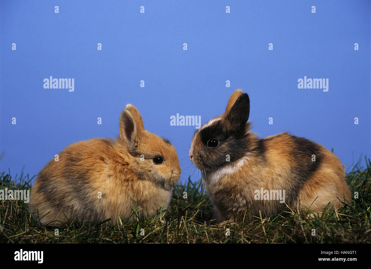 Miniature rabbit hi-res stock photography and images - Alamy
