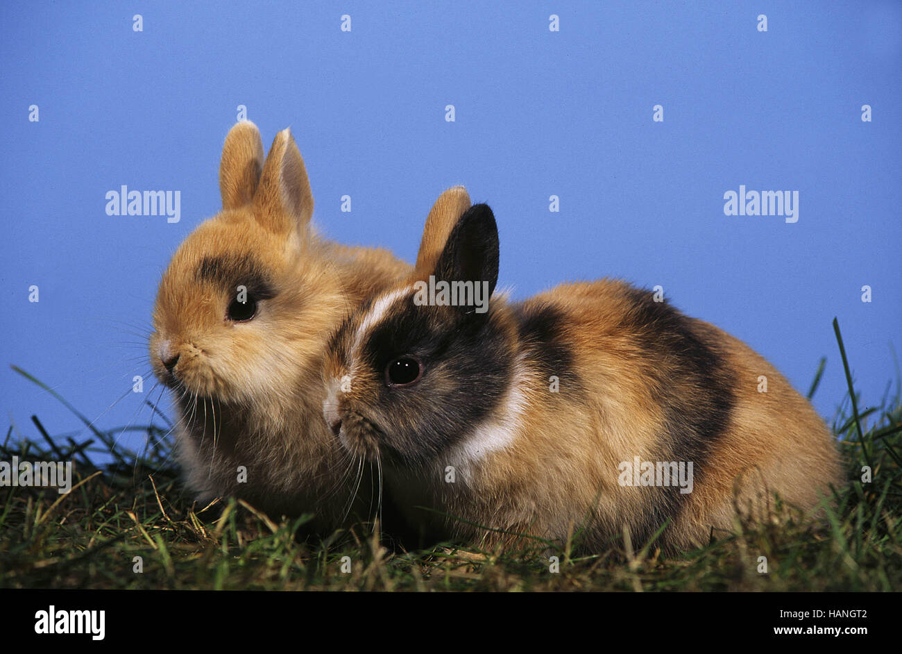 Miniature rabbit hi-res stock photography and images - Alamy