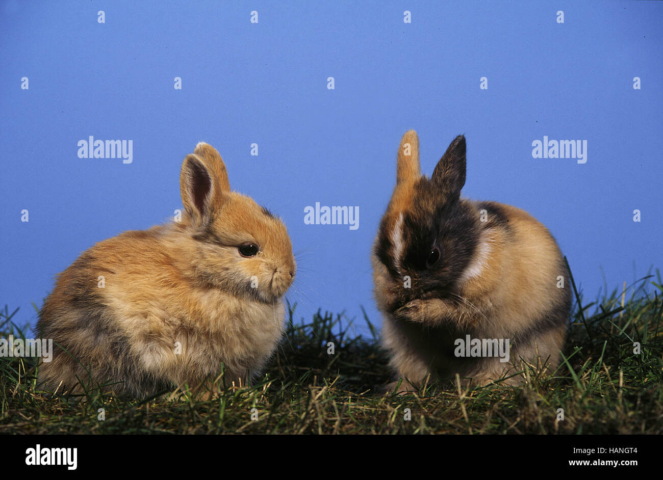 Lop-eared Dwarf Rabbit Stock Photo - Alamy