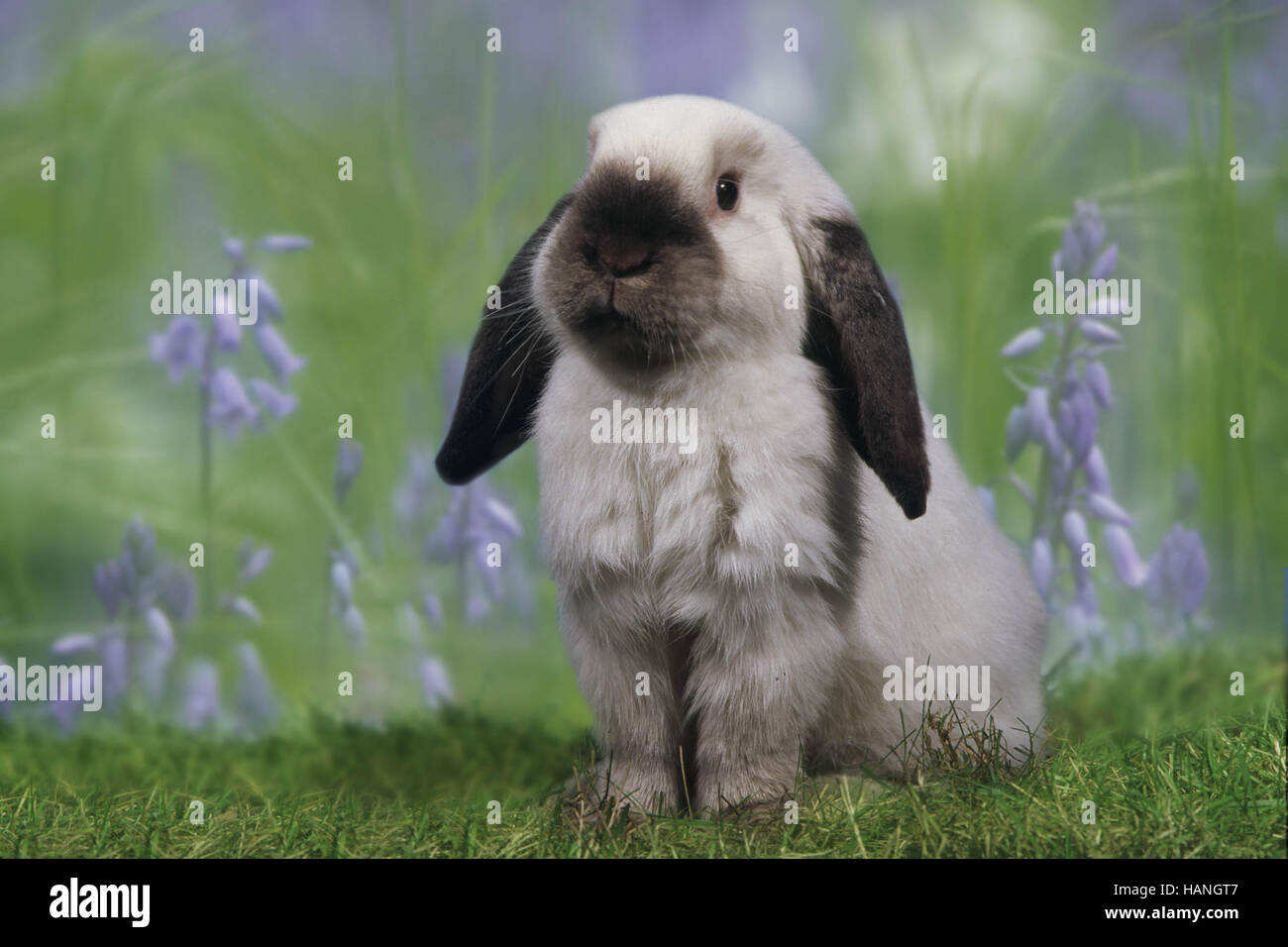 Lop eared rabbit hi-res stock photography and images - Alamy
