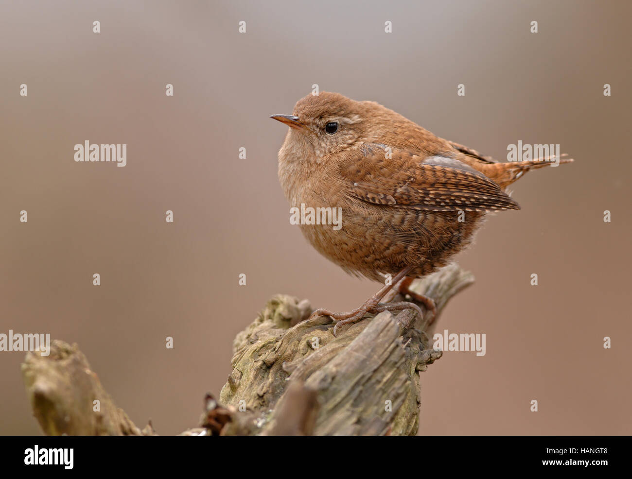 Zaunkoenige hi-res stock photography and images - Alamy