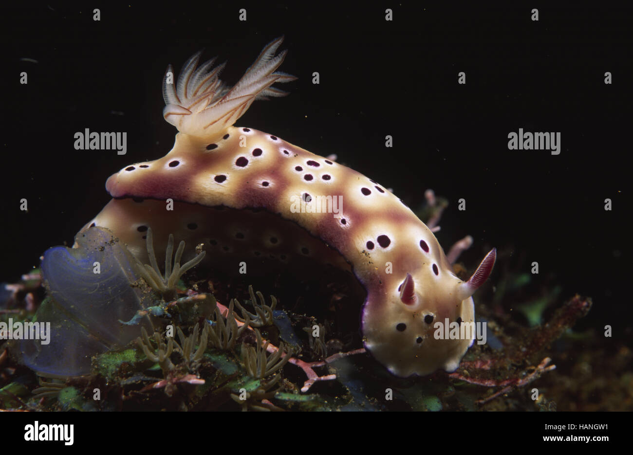 Slug detail hi-res stock photography and images - Alamy