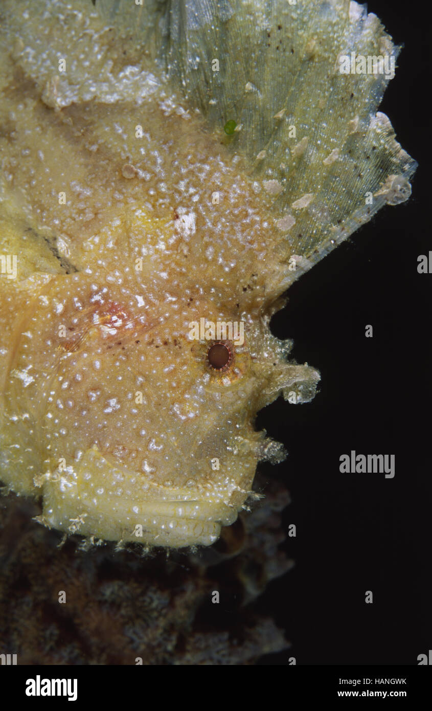 Fish leaf hi-res stock photography and images - Alamy