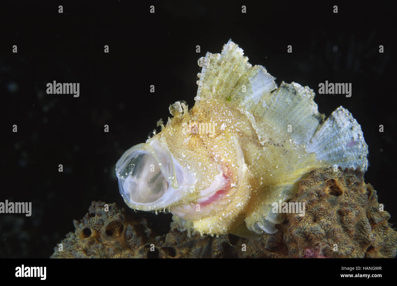 Fish leaf hi-res stock photography and images - Alamy