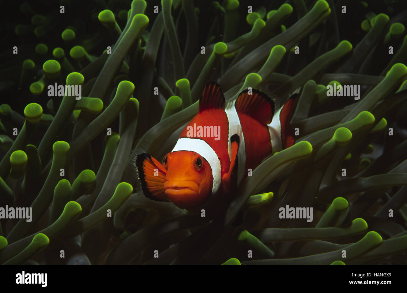 Oranger ringel anemonenfisch hi-res stock photography and images - Alamy