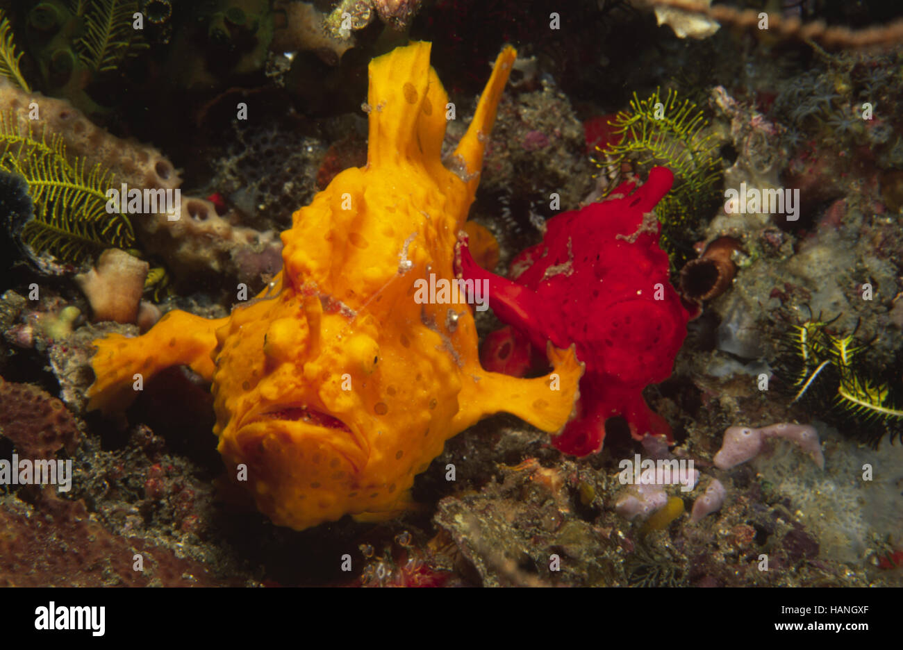 Anglerfisch hi-res stock photography and images - Alamy